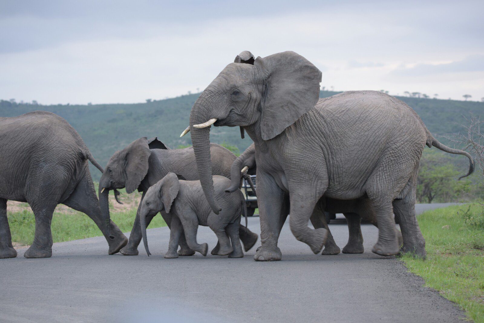 Beautiful Elephant Sightings | Rhino Ridge Safari Lodge