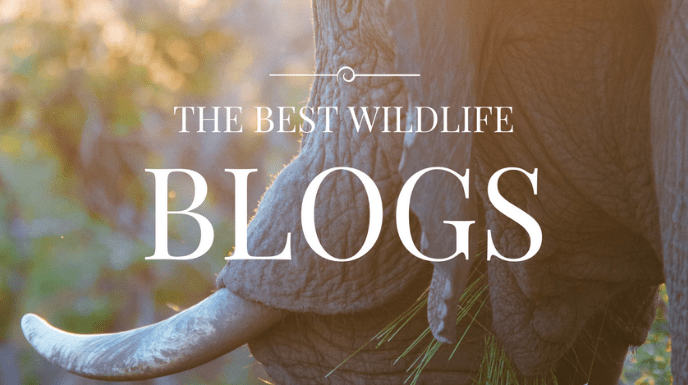 Voted one of the best wildlife blogs! | Rhino Ridge Safari Lodge