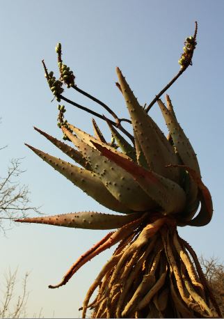 Celebrating the humble Aloe | Rhino Ridge Safari Lodge