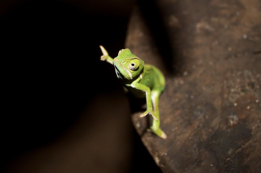 We are a recognised Fairtrader! | Rhino Ridge Safari Lodge