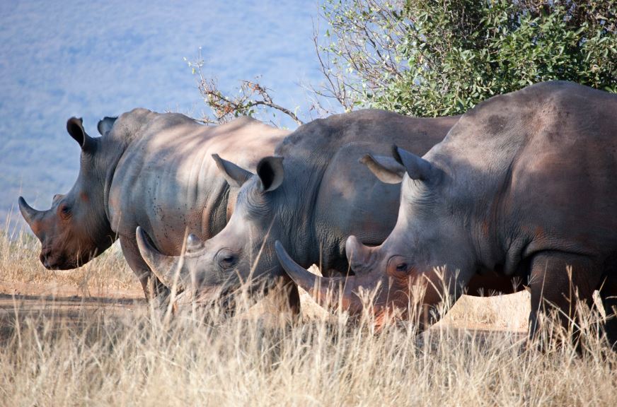 Ten reasons to visit Hluhluwe–iMfolozi Park | Rhino Ridge Safari Lodge